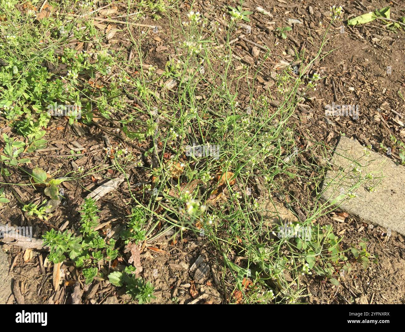 mouse-ear cress (Arabidopsis thaliana Stock Photo - Alamy