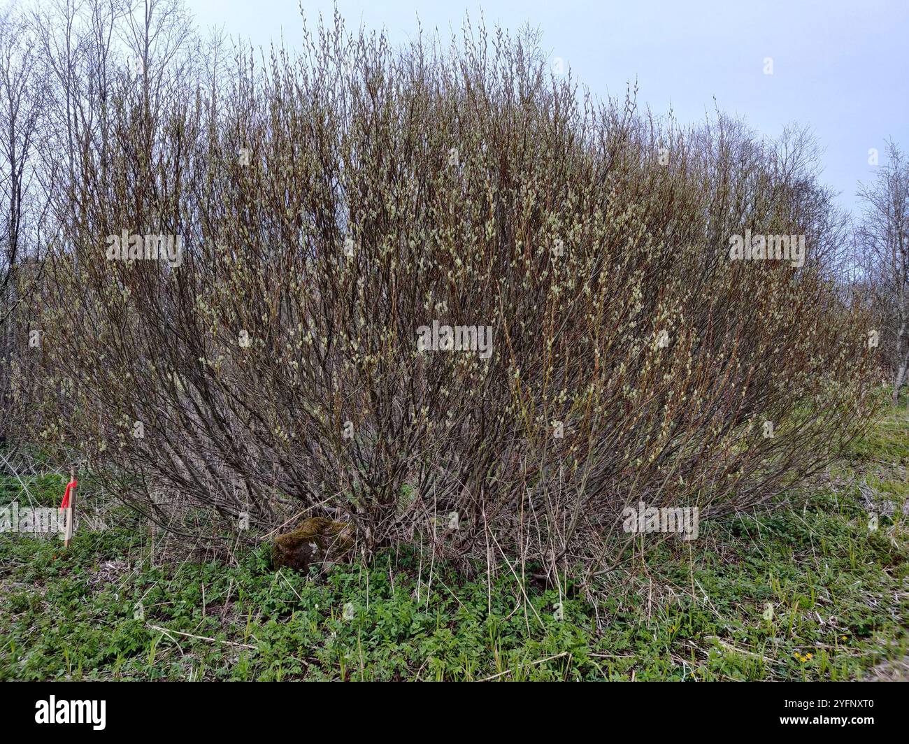 Tea-leaved Willow (Salix phylicifolia Stock Photo - Alamy