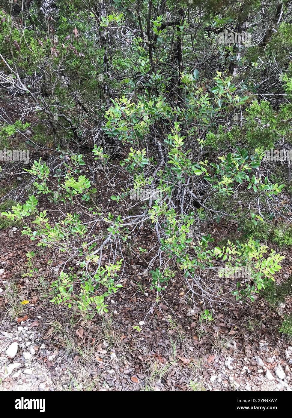 evergreen sumac (Rhus virens Stock Photo - Alamy