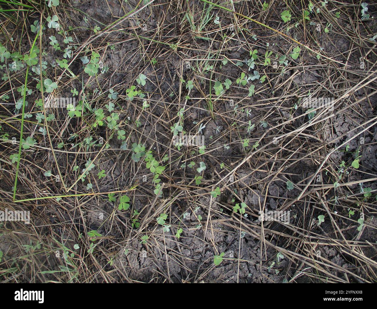 Helicopter Ferns (Marsilea Stock Photo - Alamy