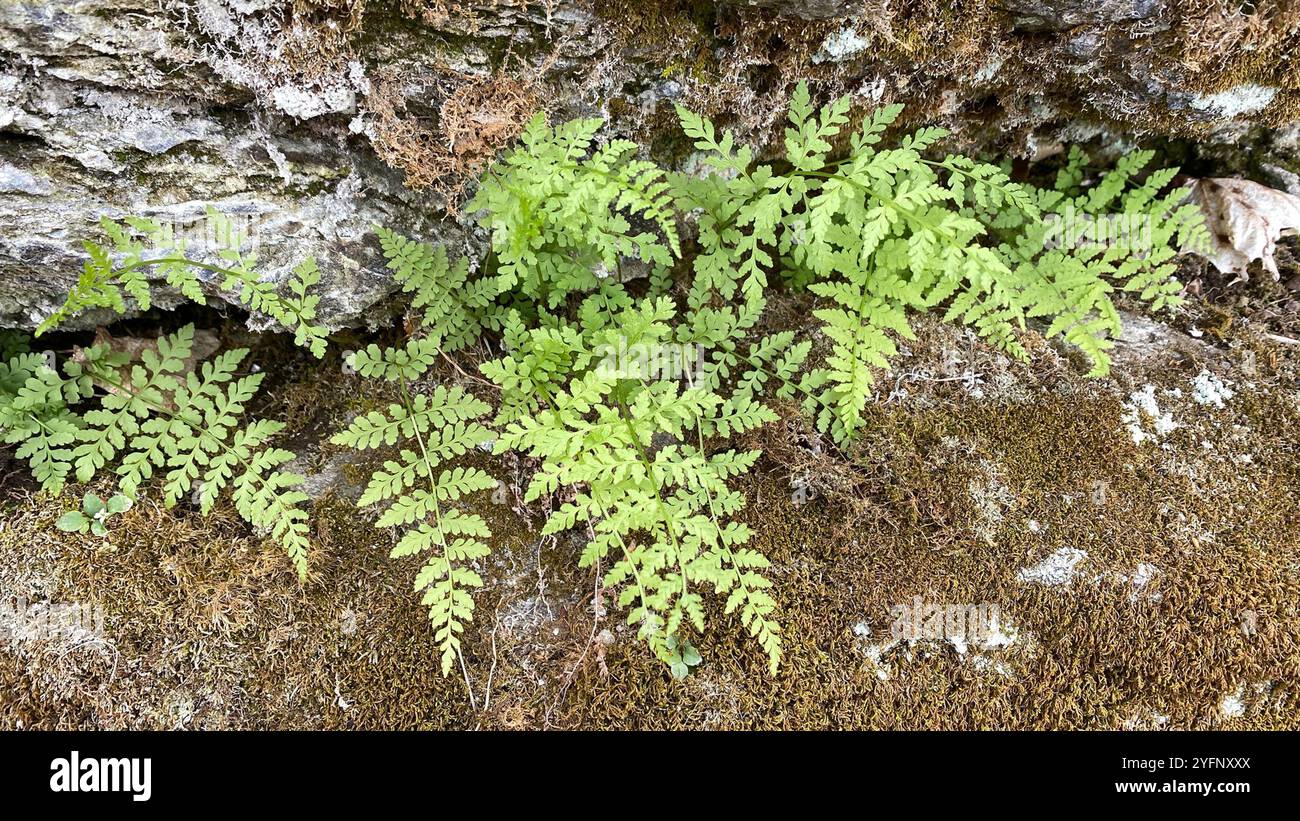 fragile ferns (Cystopteris Stock Photo - Alamy