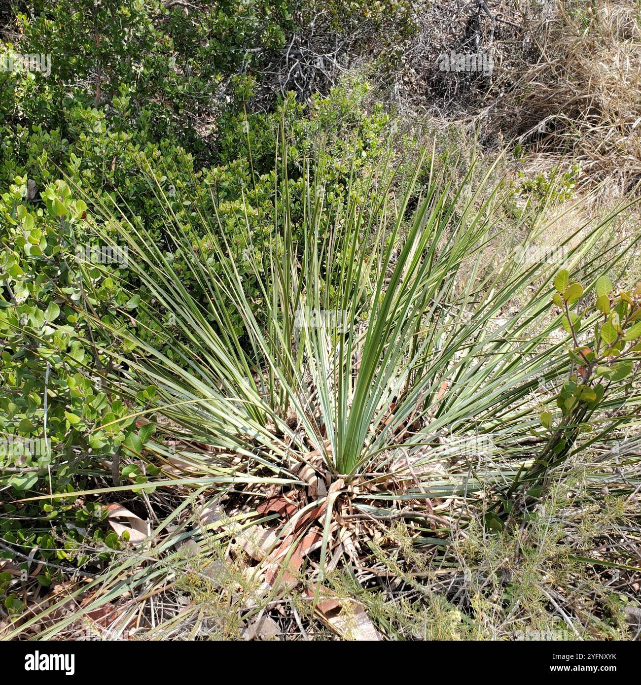 chaparral yucca (Hesperoyucca whipplei Stock Photo - Alamy