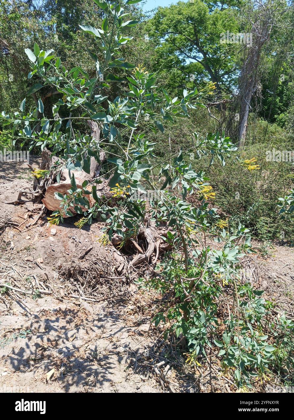 tree tobacco (Nicotiana glauca Stock Photo - Alamy