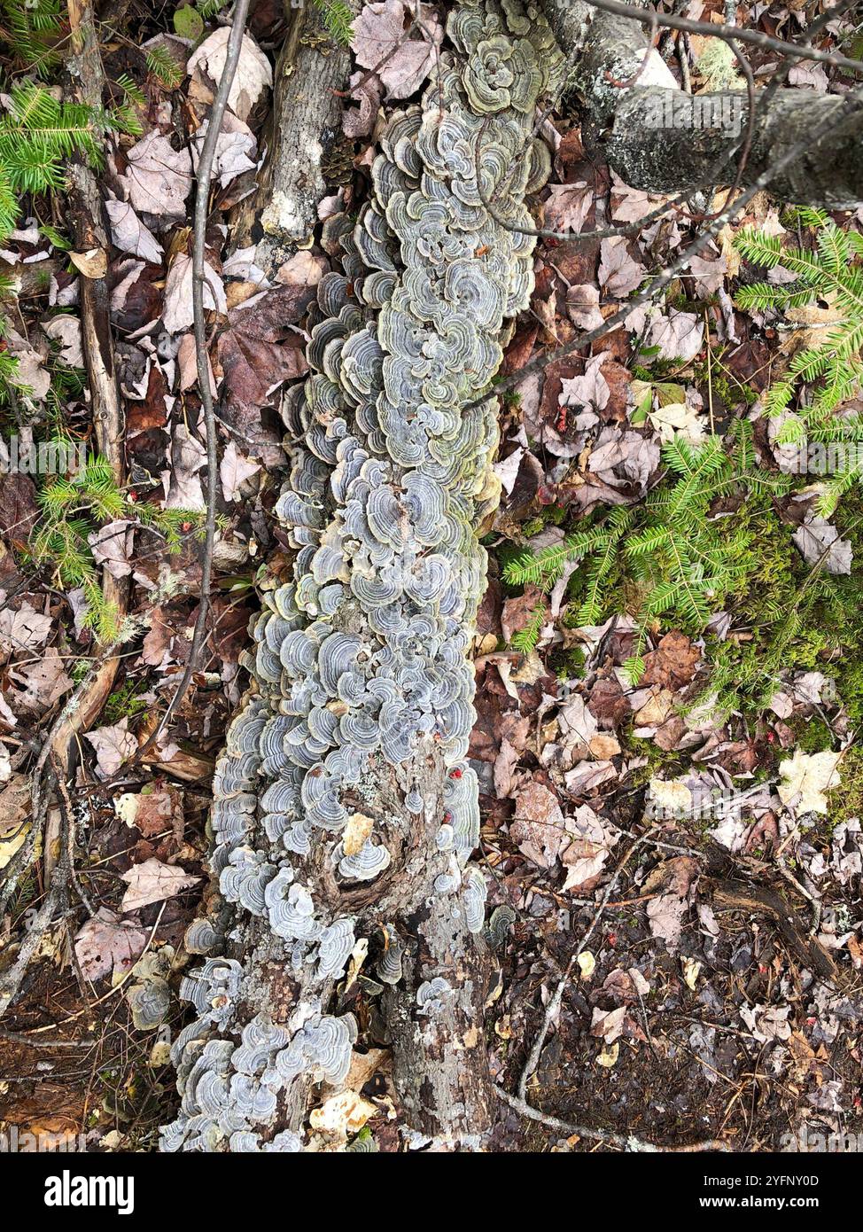 turkey-tail (Trametes versicolor Stock Photo - Alamy