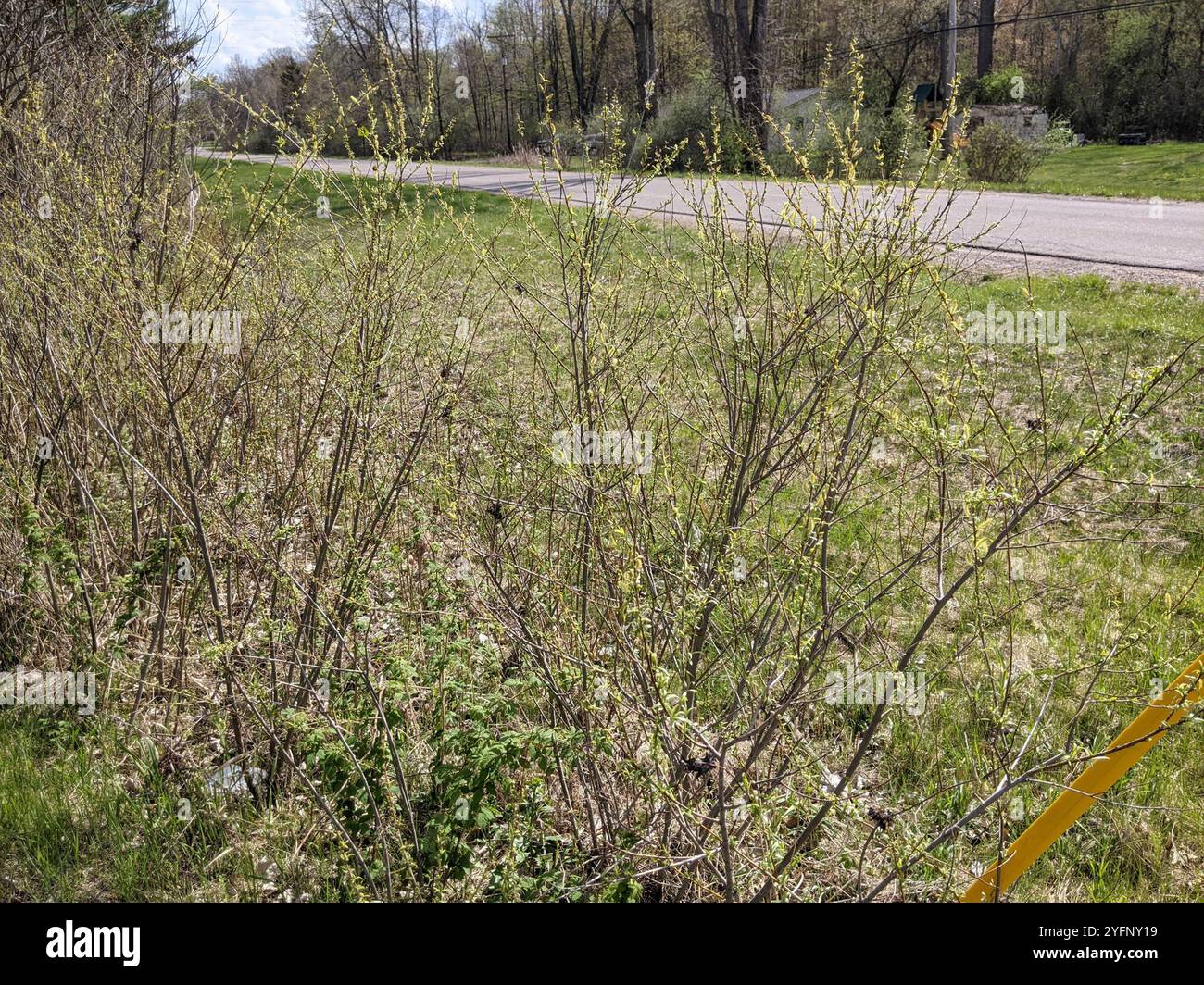 interior sandbar willow (Salix interior Stock Photo - Alamy