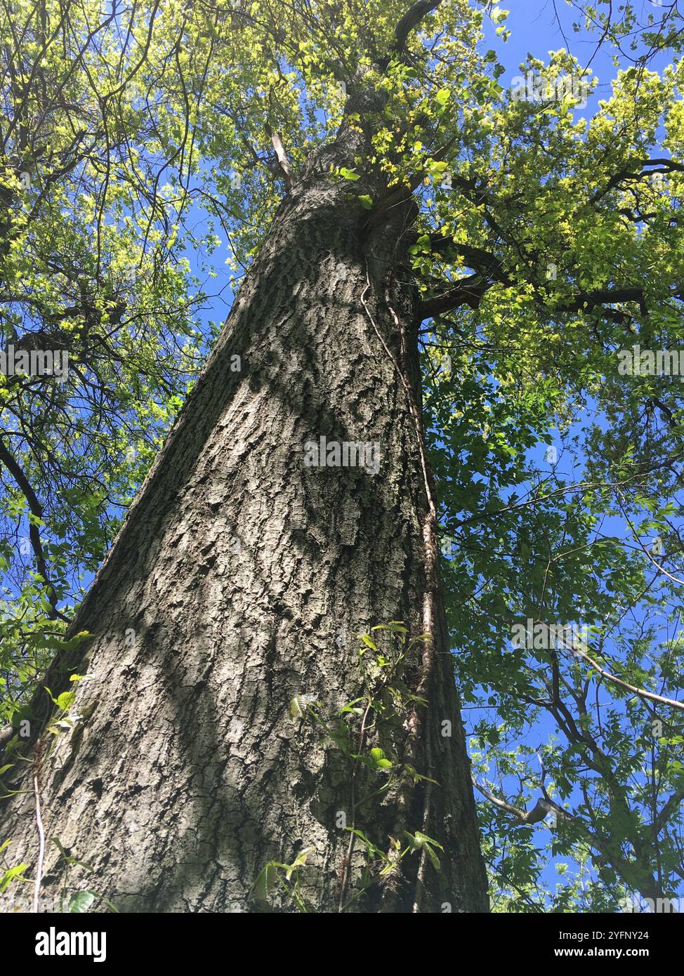 northern red oak (Quercus rubra Stock Photo - Alamy