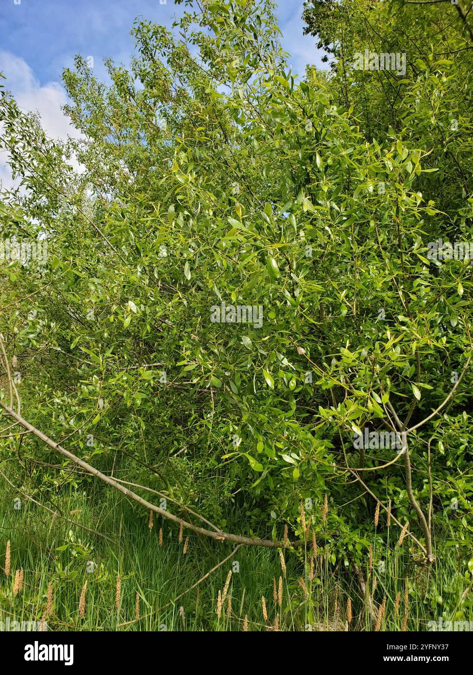 coastal willow (Salix hookeriana Stock Photo - Alamy
