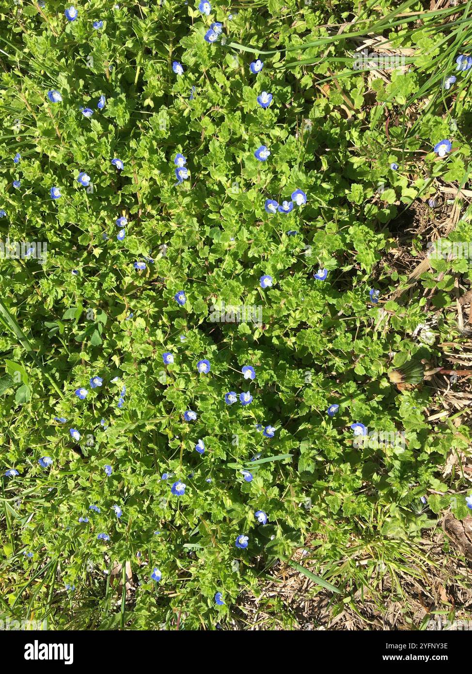 bird's-eye speedwell (Veronica persica Stock Photo - Alamy