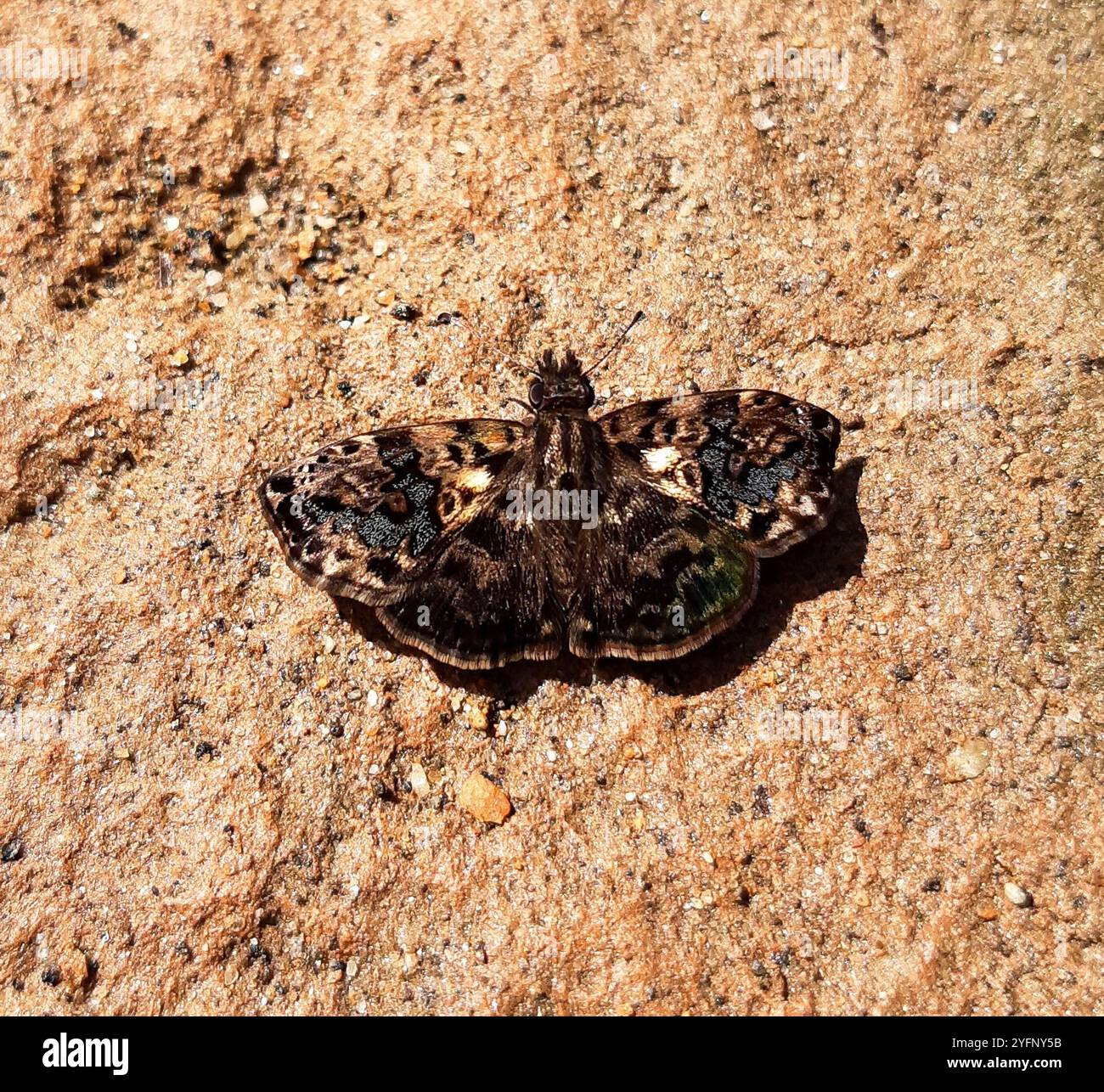 Variegated Skipper (Gorgythion begga Stock Photo - Alamy