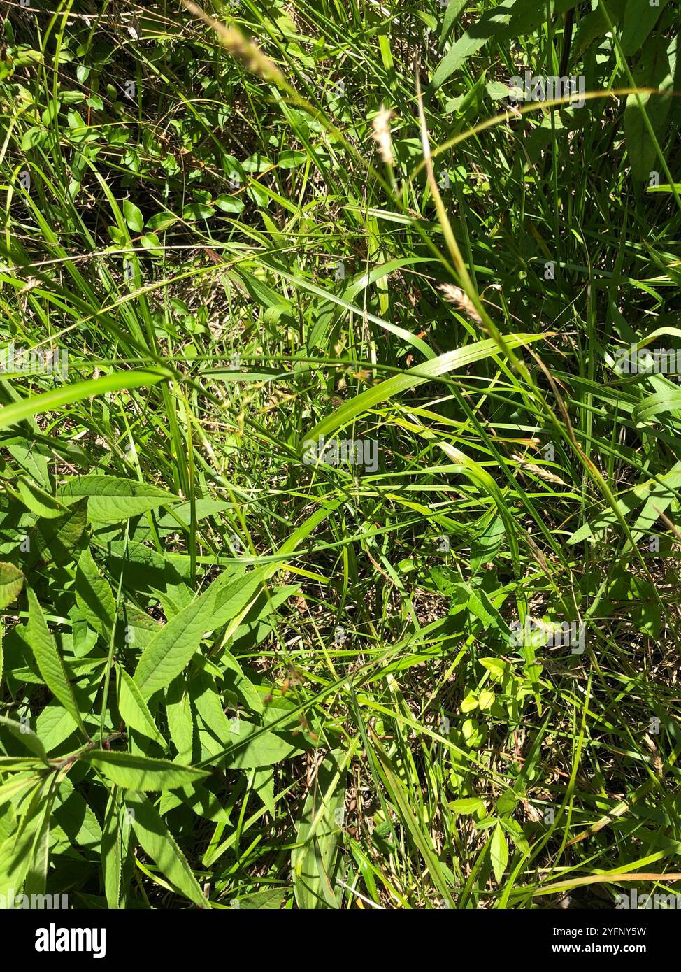 nodding bulrush (Scirpus pendulus Stock Photo - Alamy