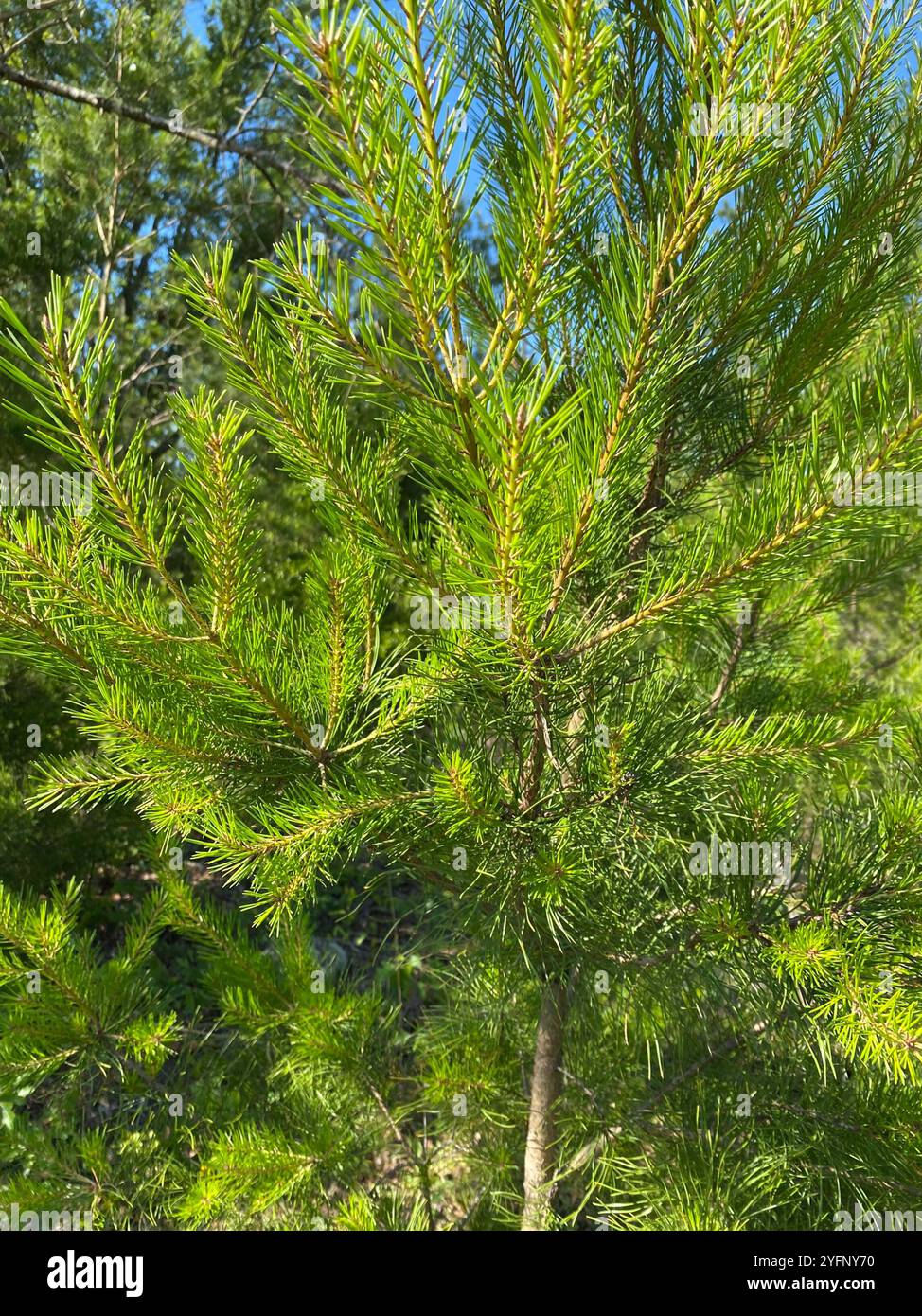 sand pine (Pinus clausa Stock Photo - Alamy