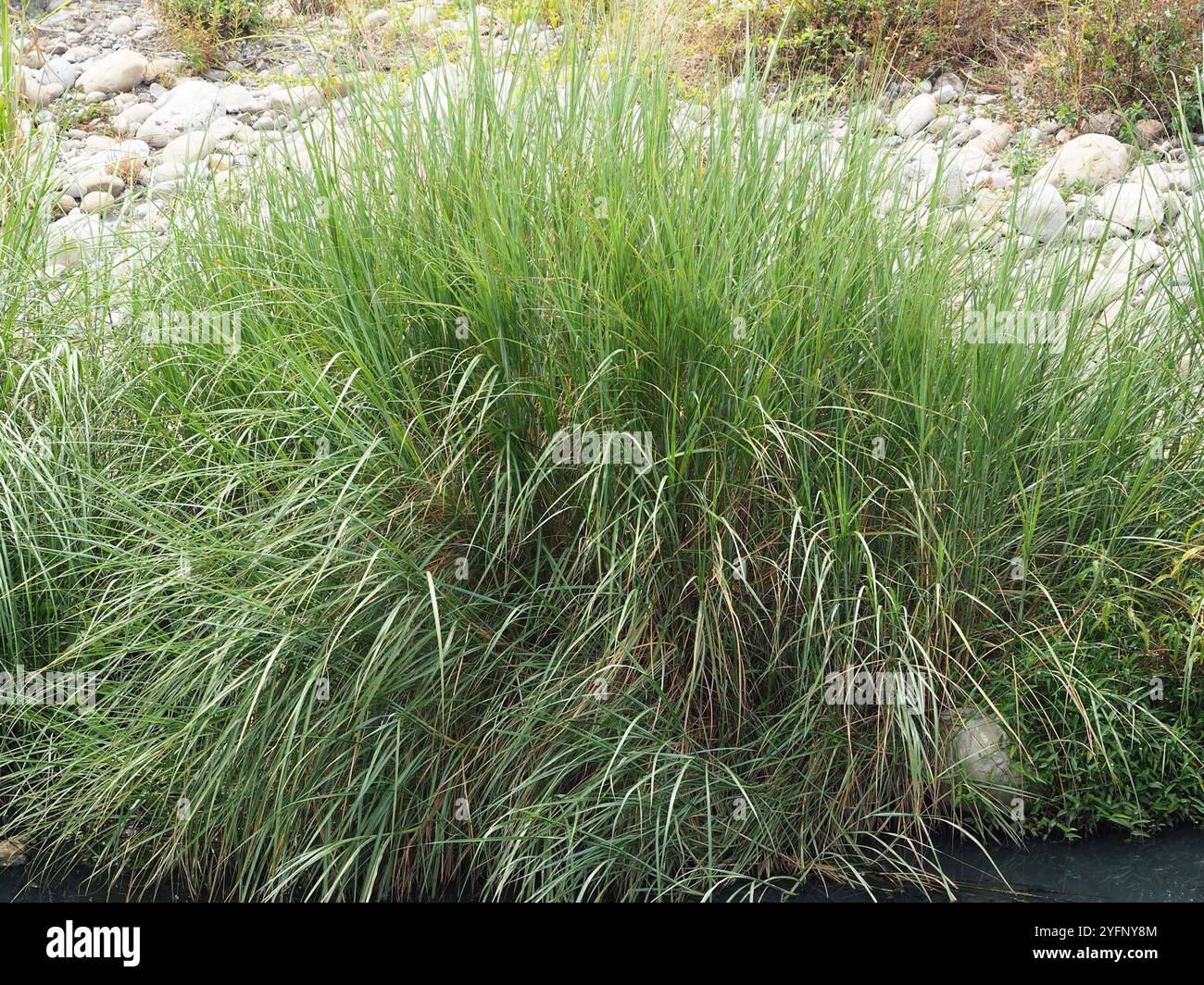 Wild Cane (Saccharum spontaneum Stock Photo - Alamy