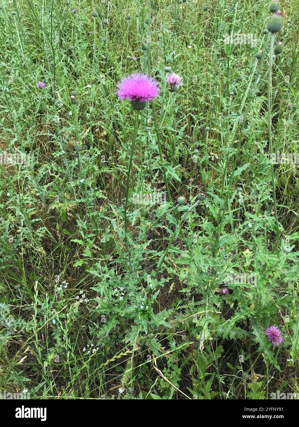 Texas Thistle (Cirsium texanum Stock Photo - Alamy