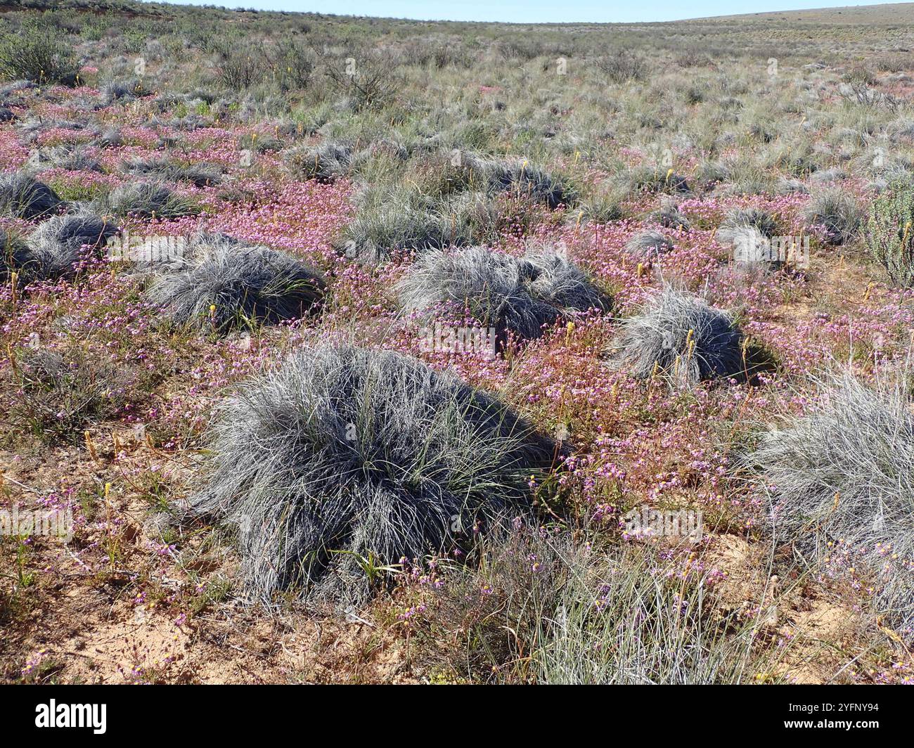 Senecio arenarius hi-res stock photography and images - Alamy