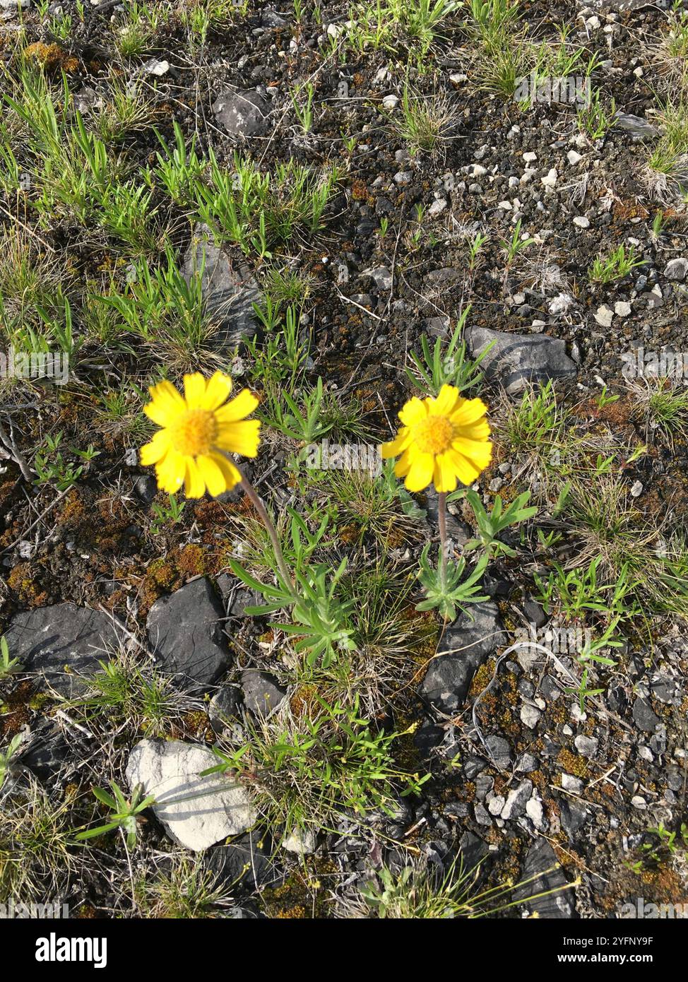 lakeside daisy (Tetraneuris herbacea Stock Photo - Alamy