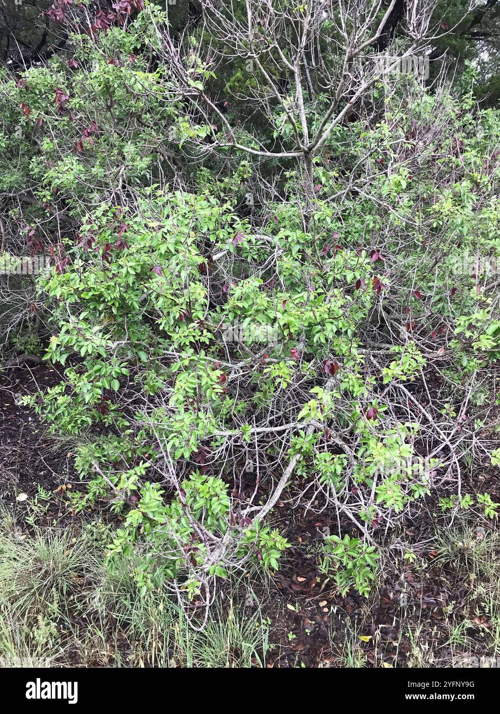 evergreen sumac (Rhus virens Stock Photo - Alamy