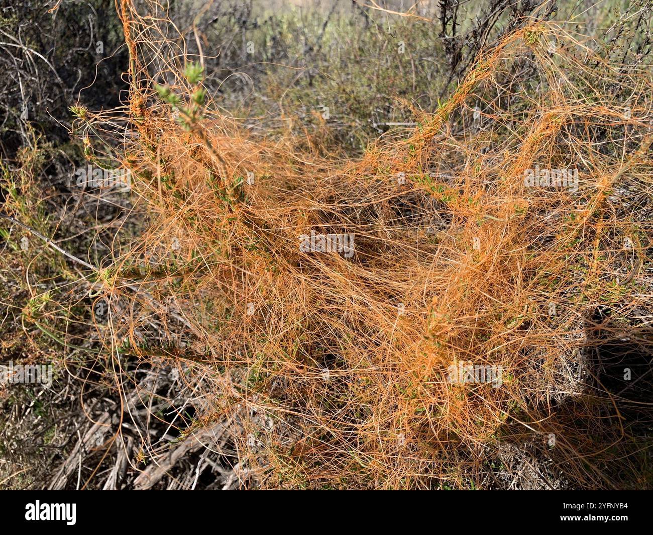 California dodder hi-res stock photography and images - Alamy