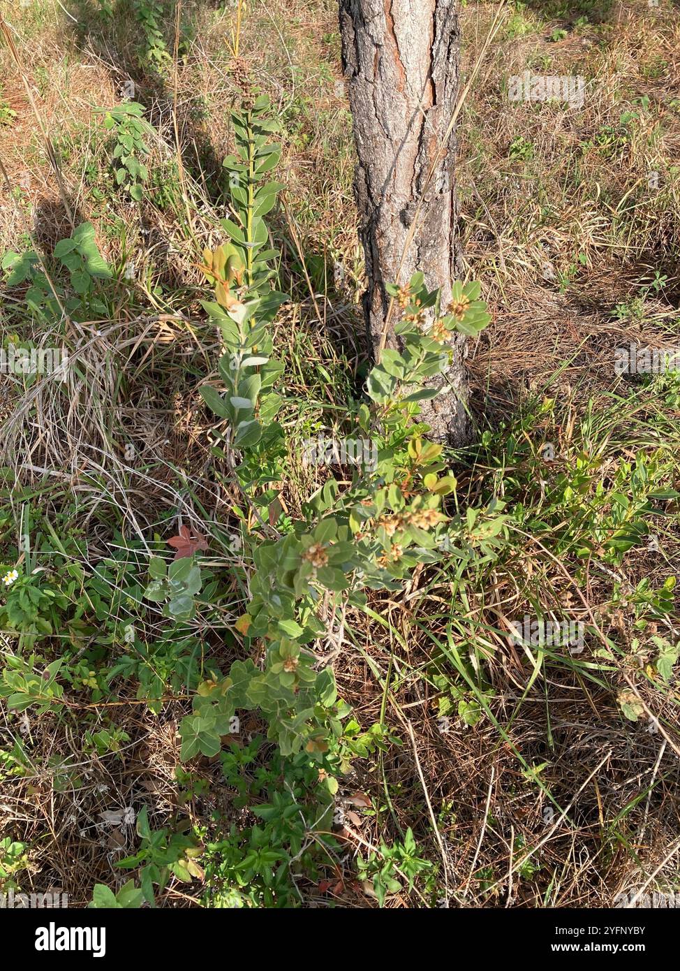 coastal plain staggerbush (Lyonia fruticosa Stock Photo - Alamy