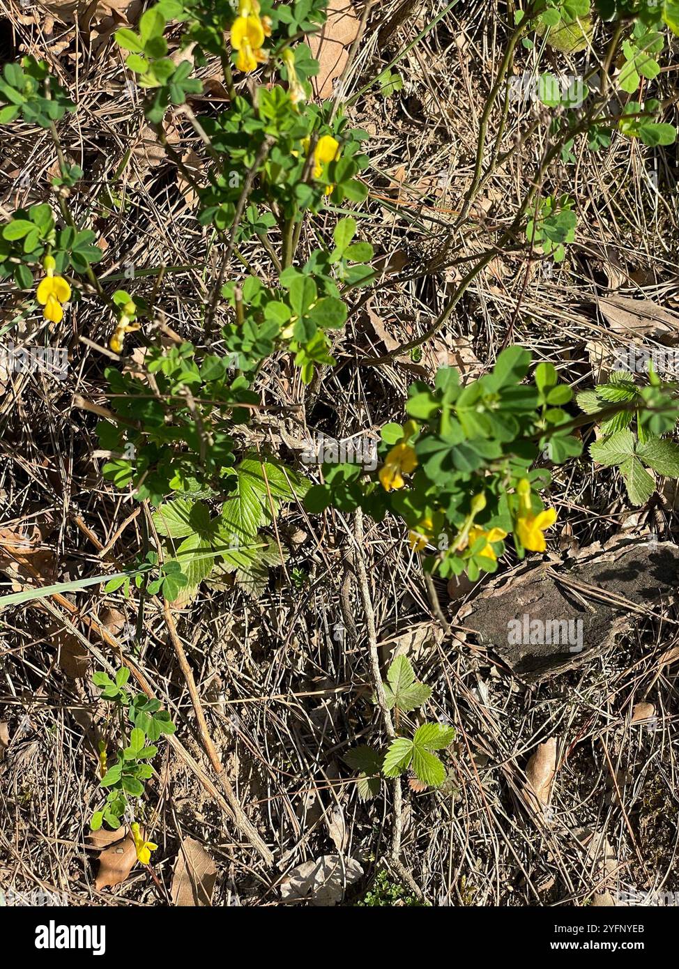 Scorpion Senna (Hippocrepis emerus Stock Photo - Alamy