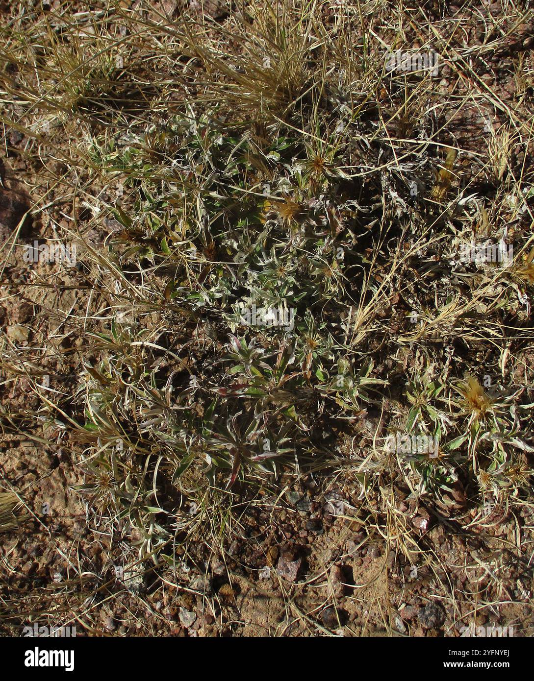 Dicoma hi-res stock photography and images - Alamy