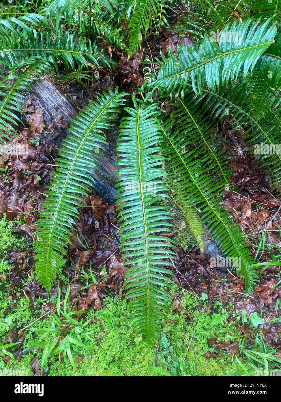 western sword fern (Polystichum munitum Stock Photo - Alamy