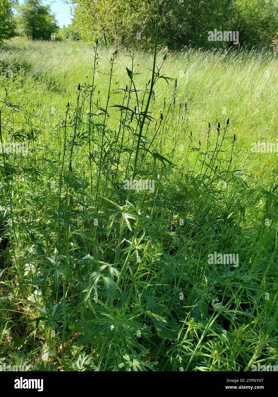 Meadow checker mallow hi-res stock photography and images - Alamy