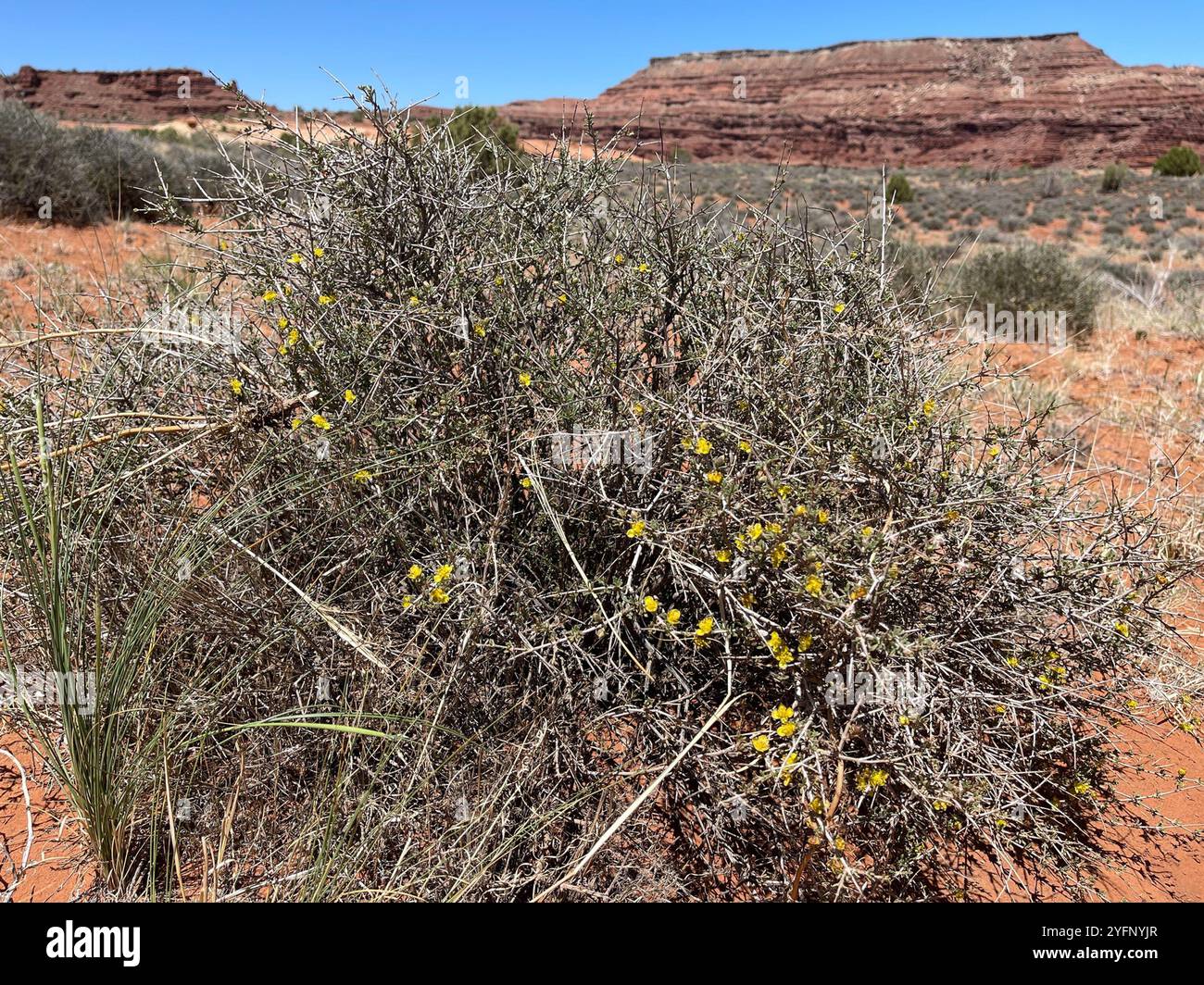 Blackbrush (Coleogyne ramosissima Stock Photo - Alamy