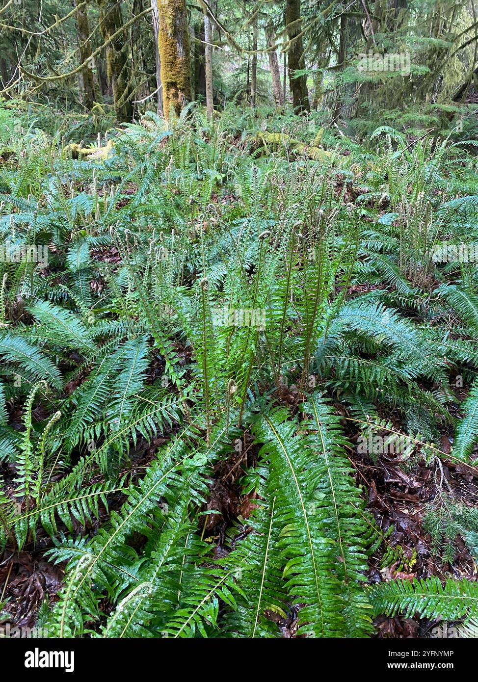 western sword fern (Polystichum munitum Stock Photo - Alamy