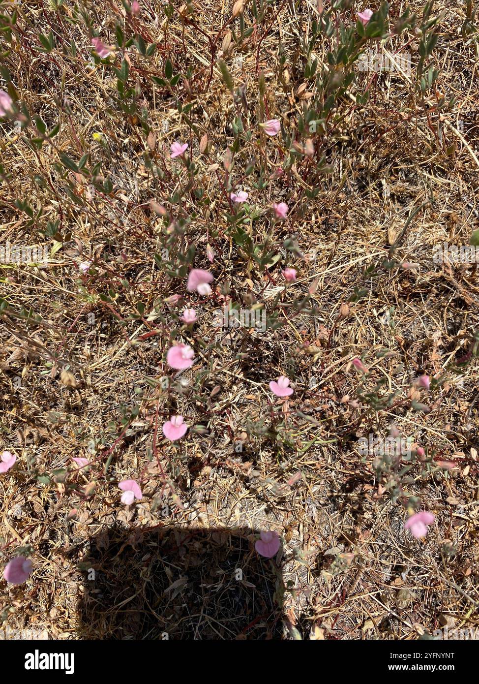 Spanish clover (Acmispon americanus Stock Photo - Alamy
