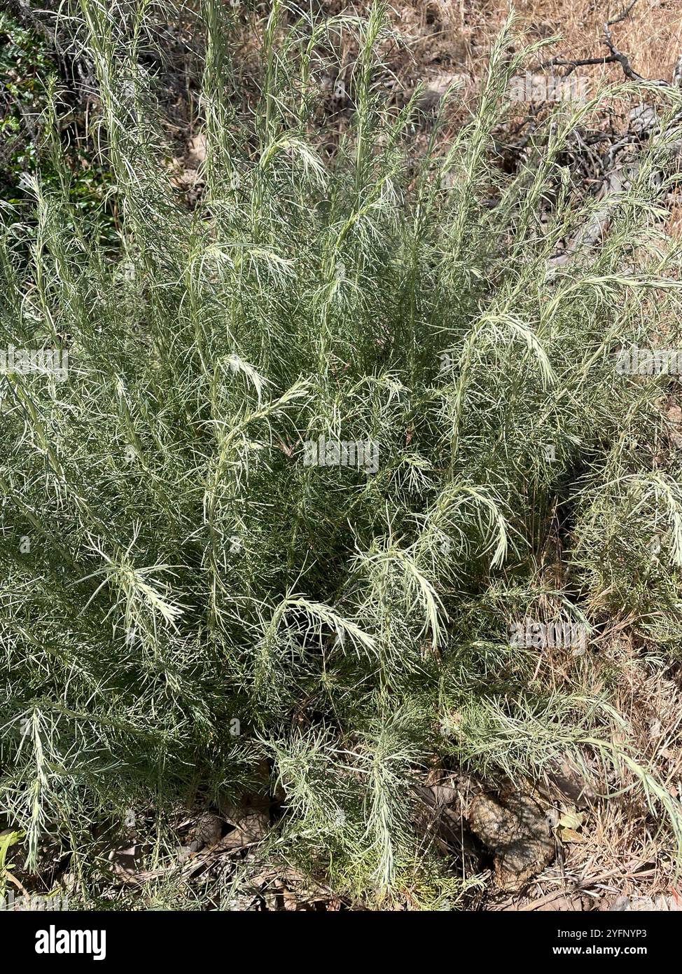 California sagebrush (Artemisia californica Stock Photo - Alamy
