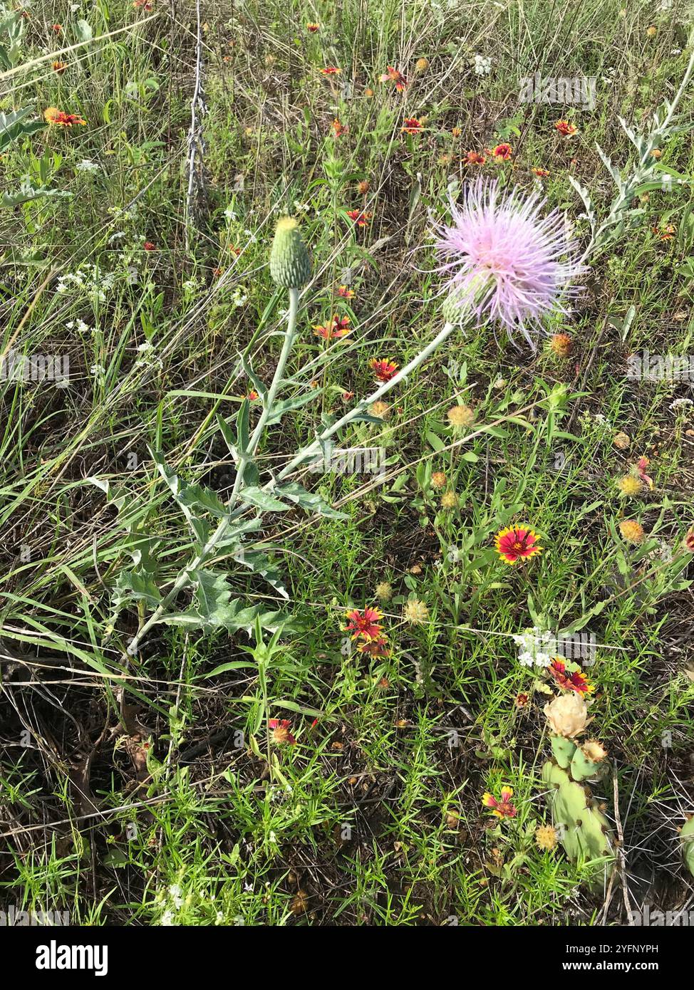 wavyleaf thistle (Cirsium undulatum Stock Photo - Alamy