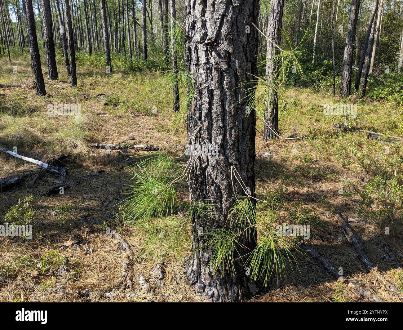 pond pine (Pinus serotina Stock Photo - Alamy