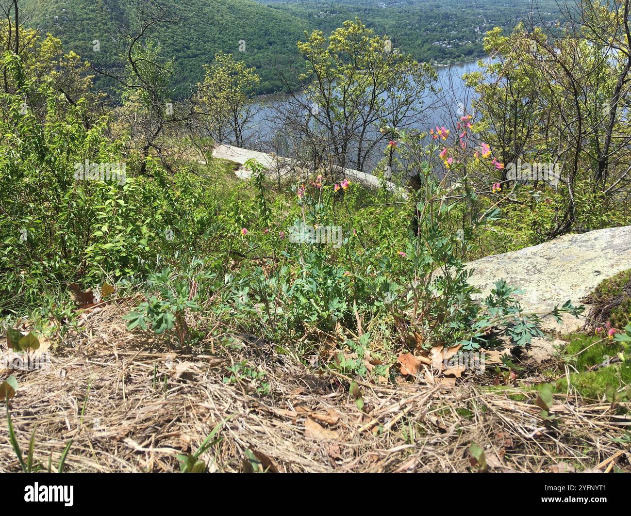 Capnoides sempervirens hi-res stock photography and images - Alamy