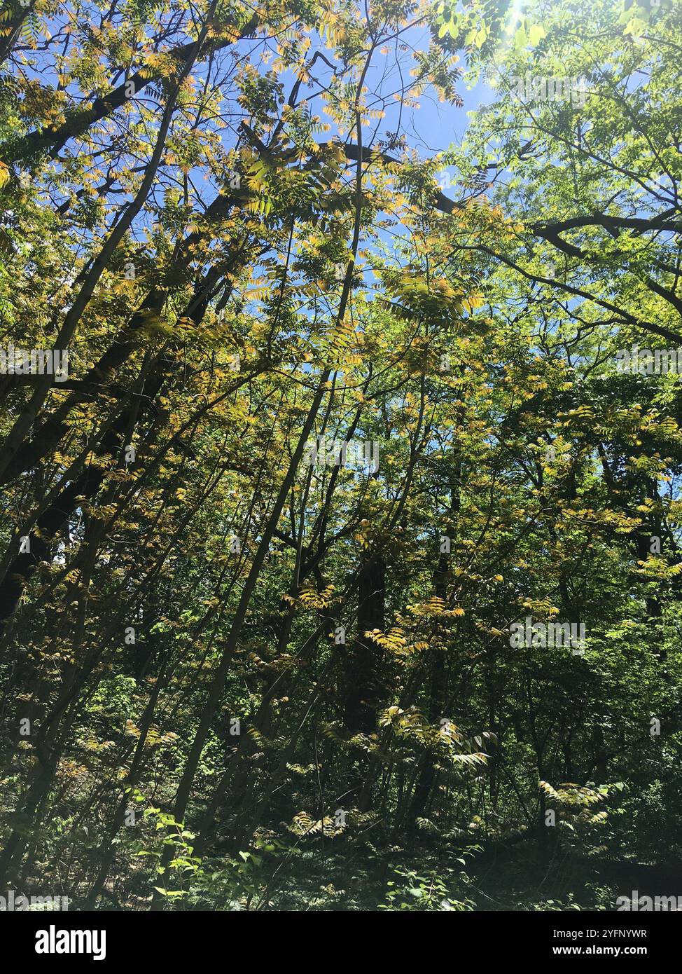 Tun tree (Toona sinensis Stock Photo - Alamy