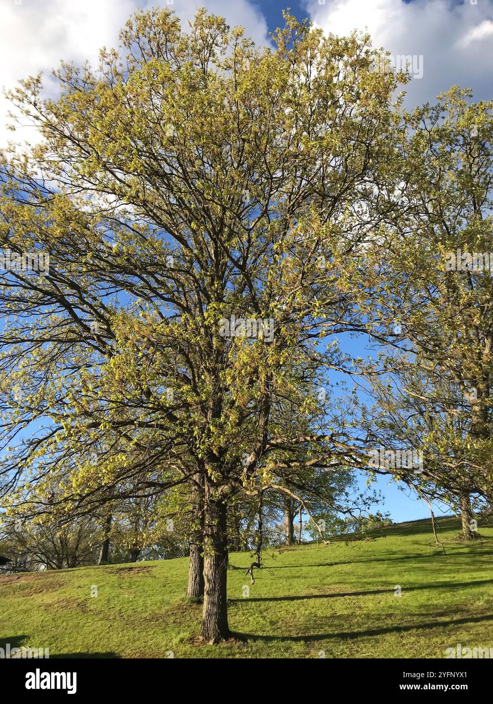 swamp white oak (Quercus bicolor Stock Photo - Alamy