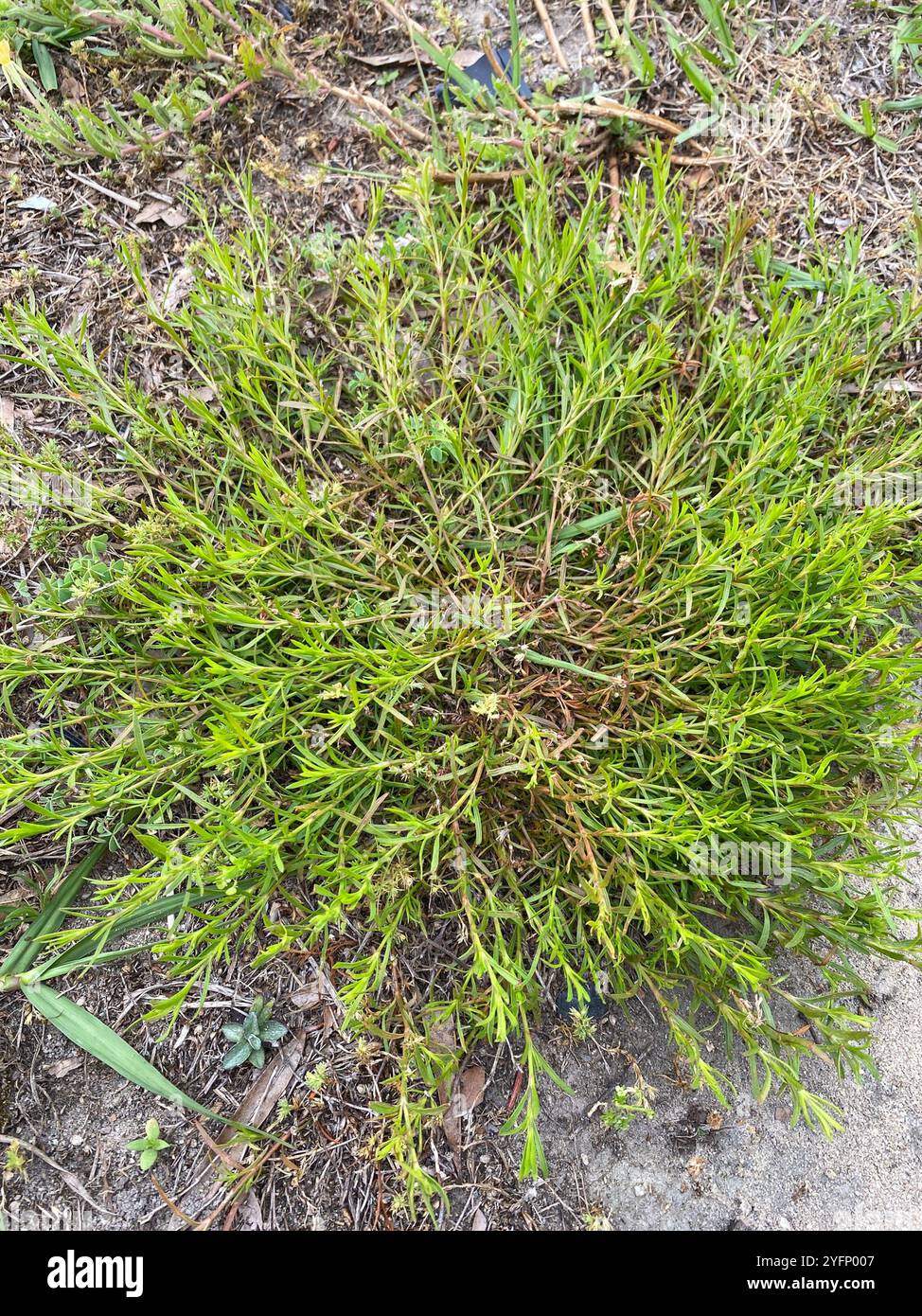 Rust Weed (Polypremum procumbens Stock Photo - Alamy