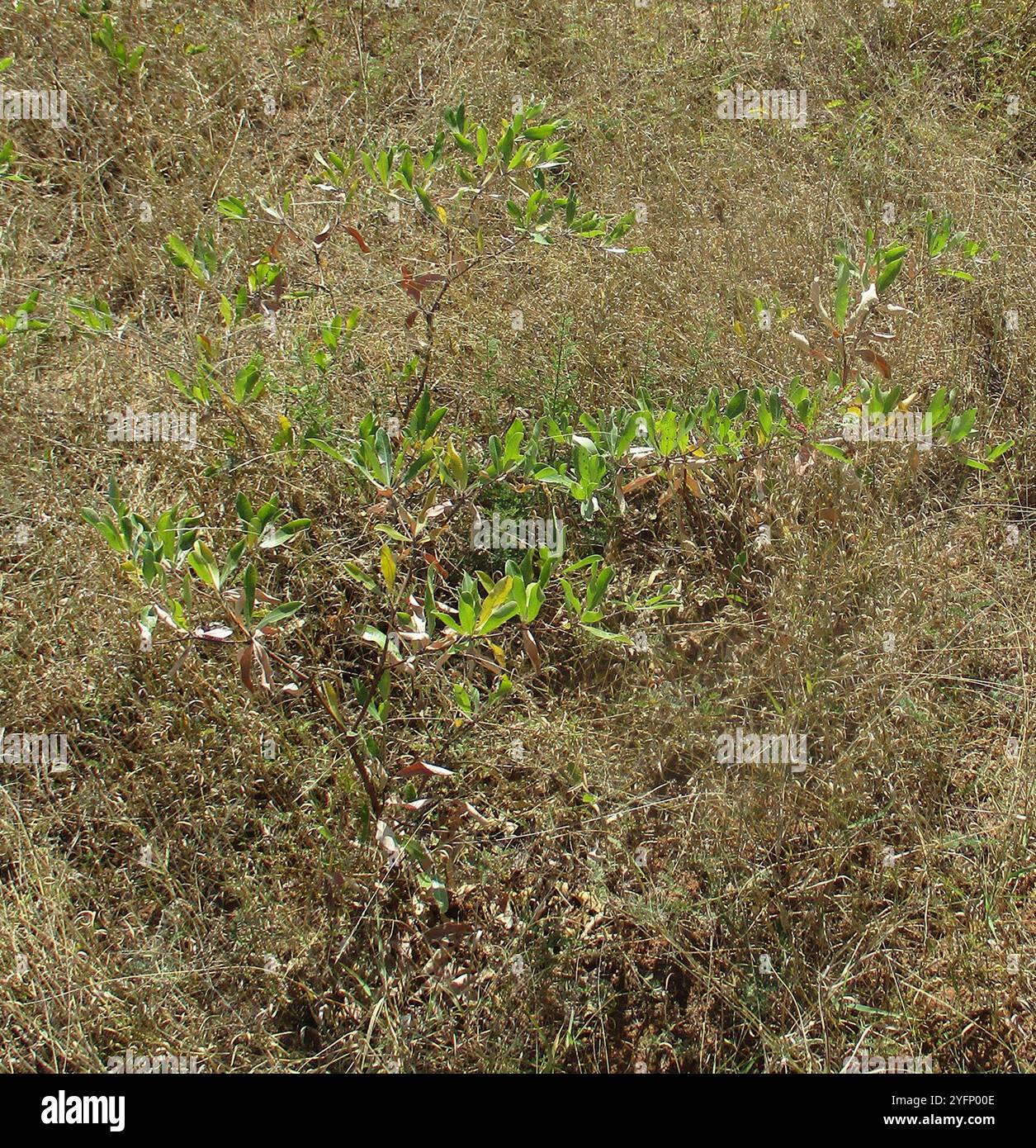 Terminalia sericea hi-res stock photography and images - Alamy