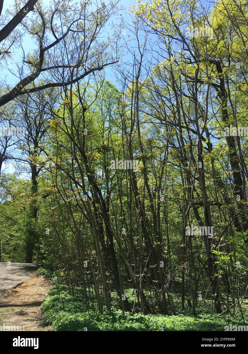 Tun tree (Toona sinensis Stock Photo - Alamy