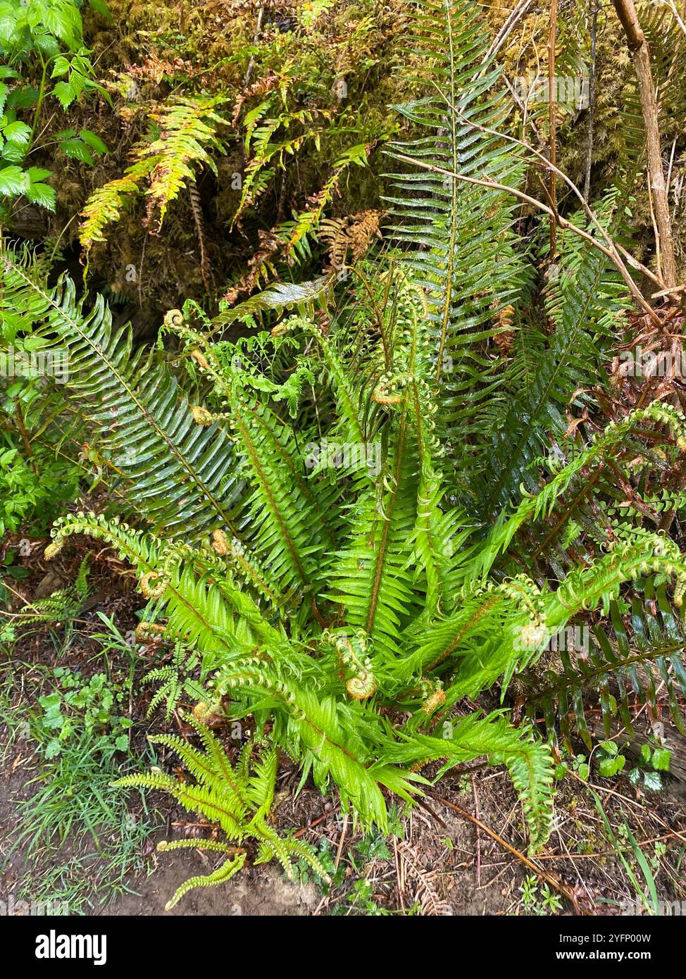 western sword fern (Polystichum munitum Stock Photo - Alamy