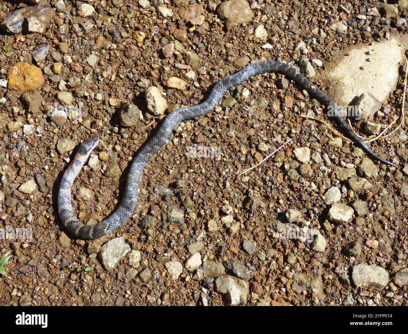 Fire-bellied Snake (Erythrolamprus epinephalus Stock Photo - Alamy