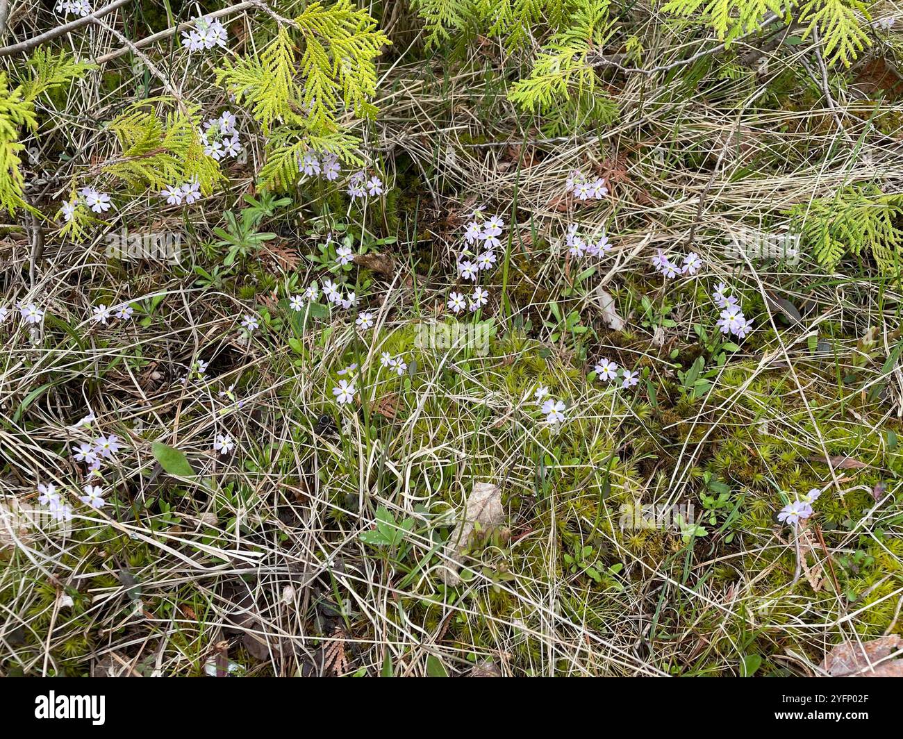 Mistassini Primrose (Primula mistassinica Stock Photo - Alamy