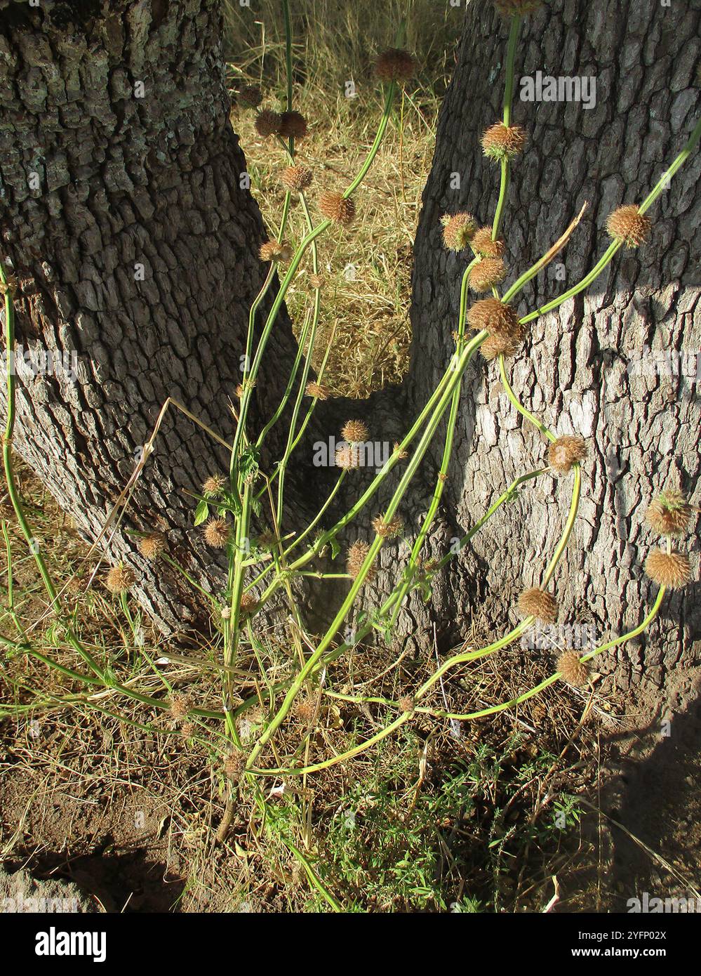 lion's ears (Leonotis Stock Photo - Alamy