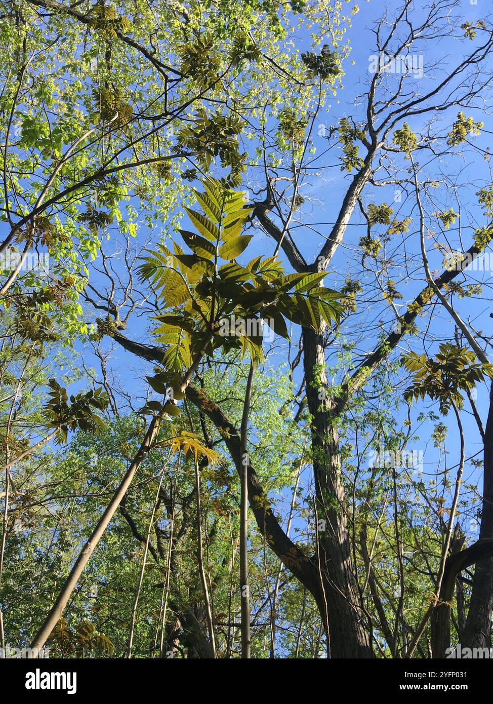 Tun tree (Toona sinensis Stock Photo - Alamy