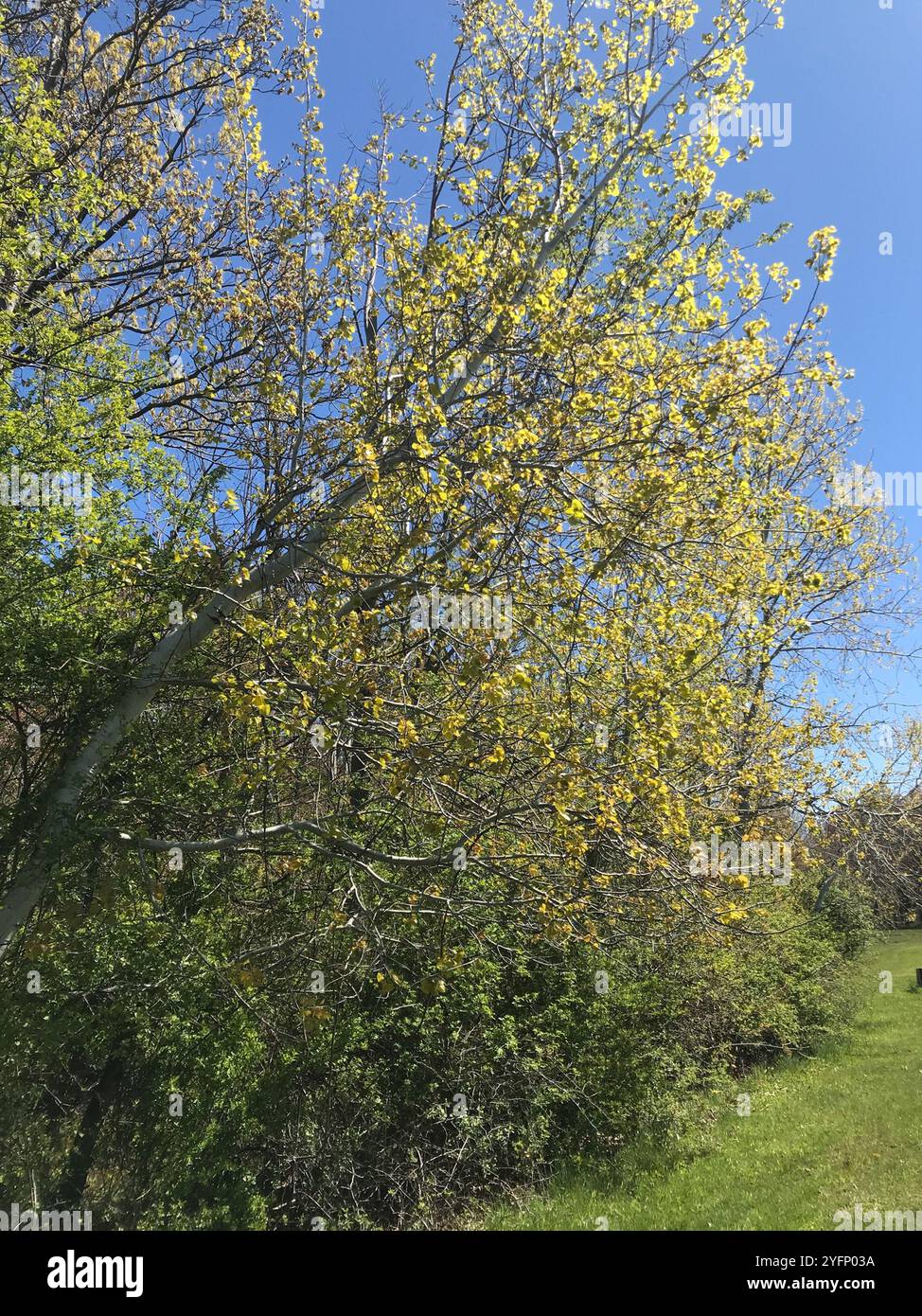 trembling aspen (Populus tremuloides Stock Photo - Alamy