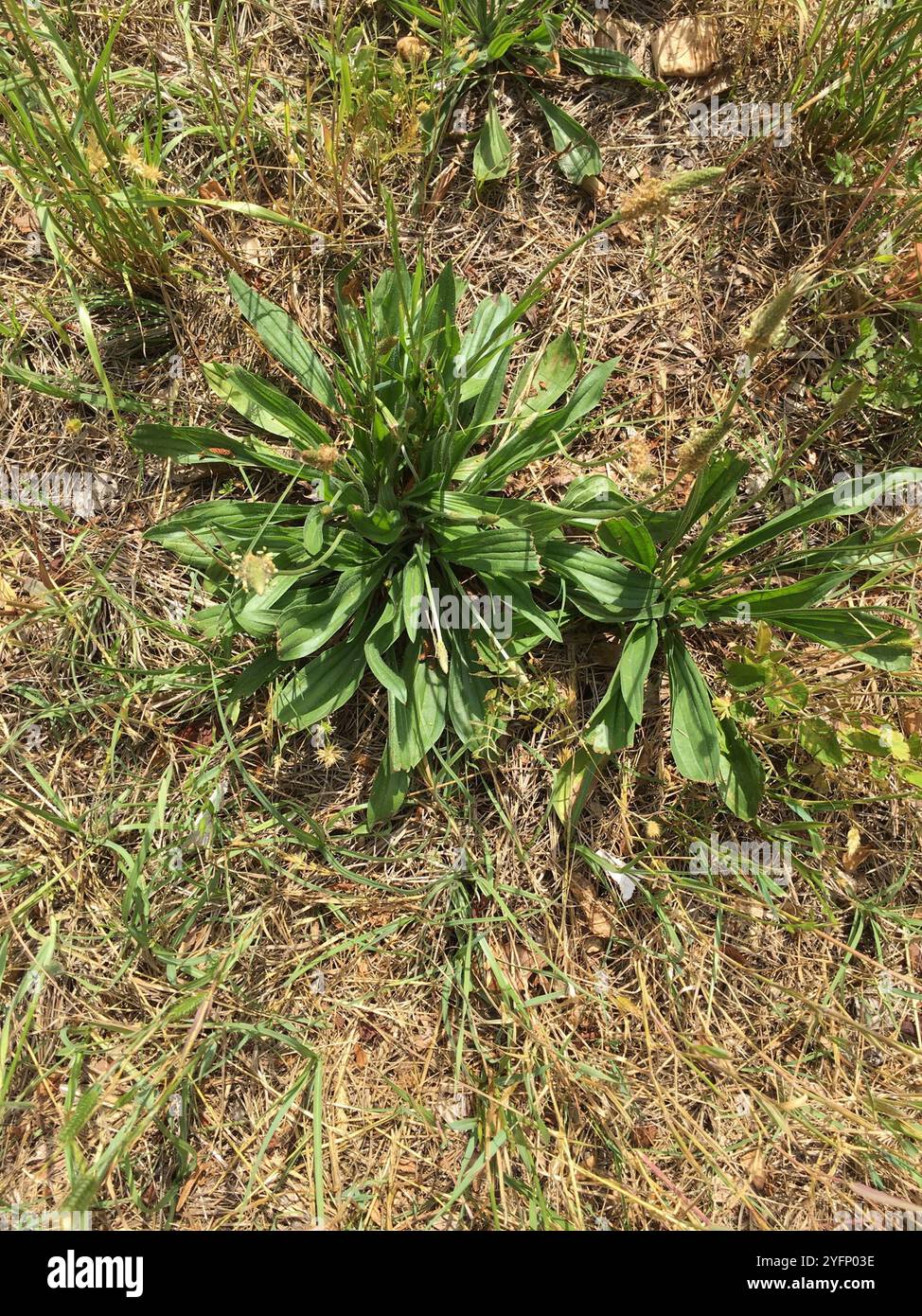 ribwort plantain (Plantago lanceolata Stock Photo - Alamy