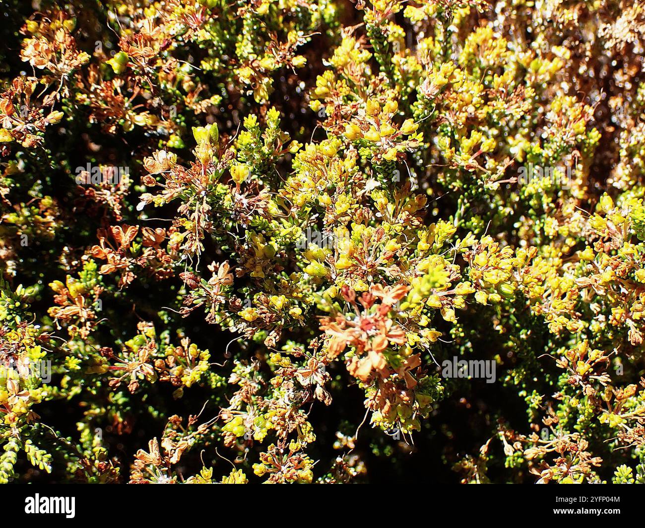 Cape buchu hi-res stock photography and images - Alamy