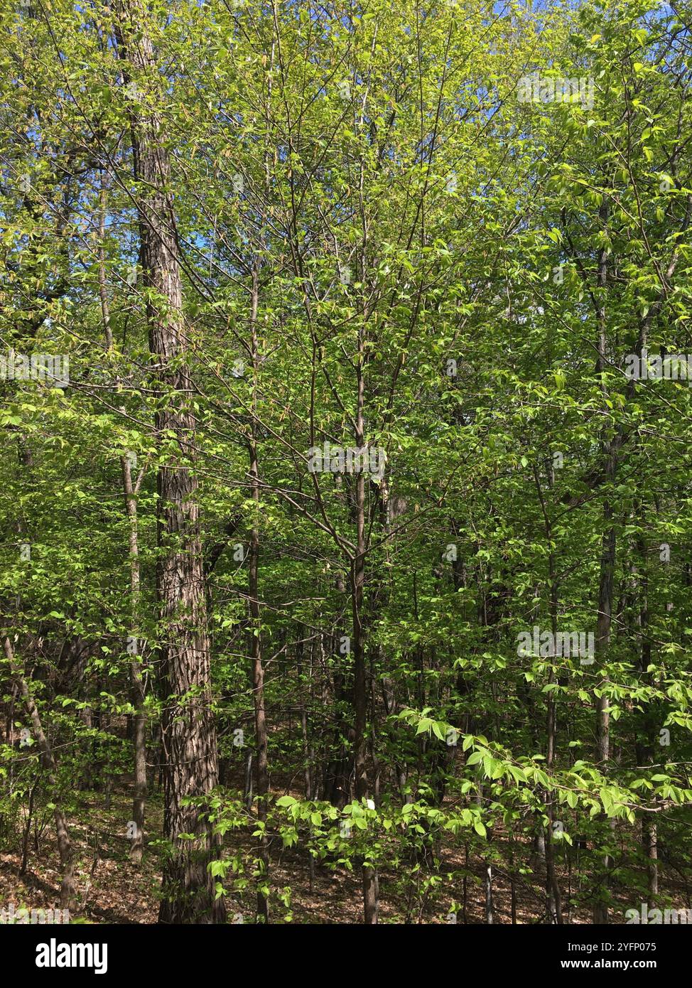American hophornbeam (Ostrya virginiana Stock Photo - Alamy