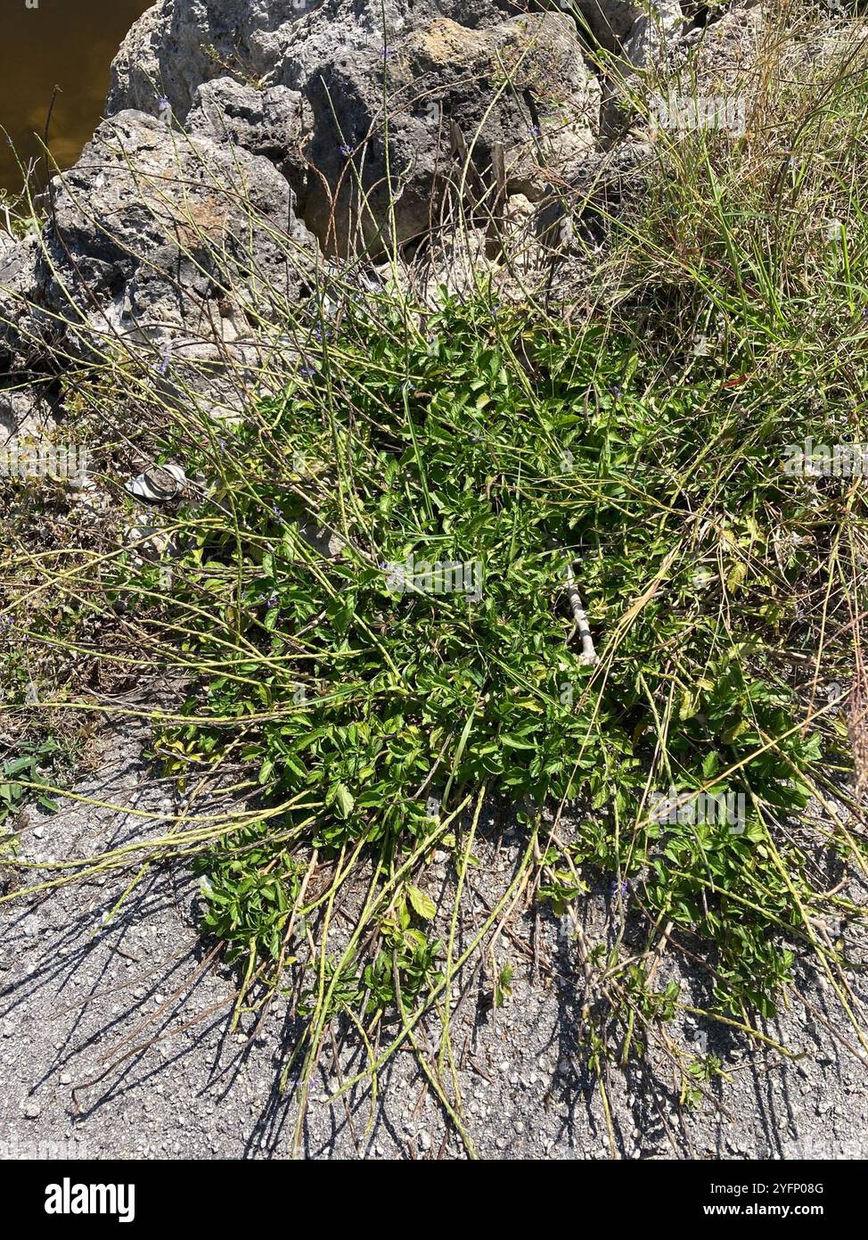 Blue Porterweed (Stachytarpheta jamaicensis Stock Photo - Alamy