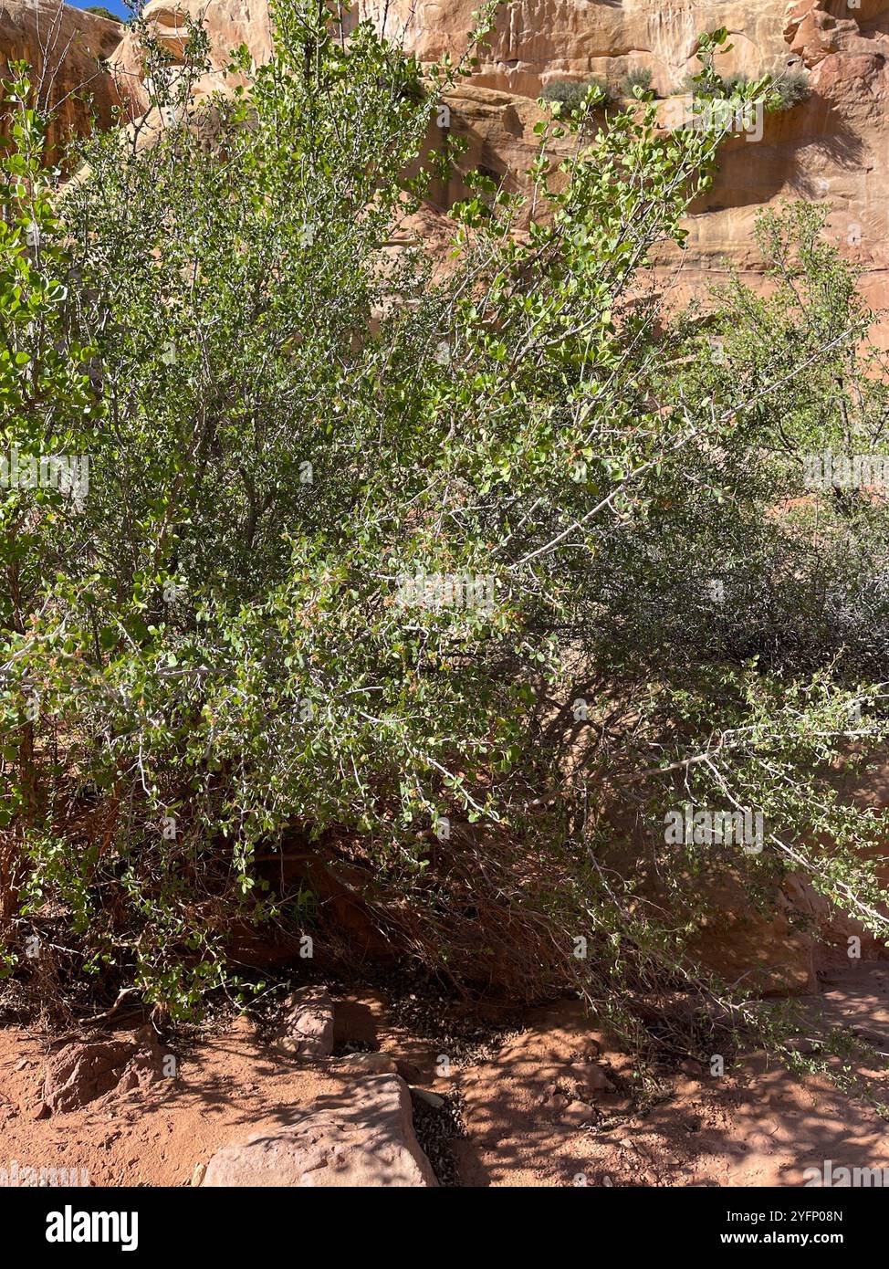 Utah Serviceberry (Amelanchier utahensis Stock Photo - Alamy