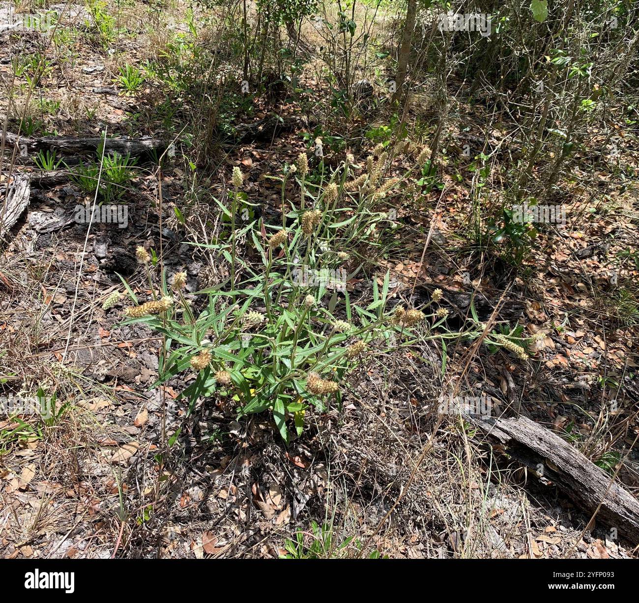 Pterocaulon pycnostachyum hi-res stock photography and images - Alamy